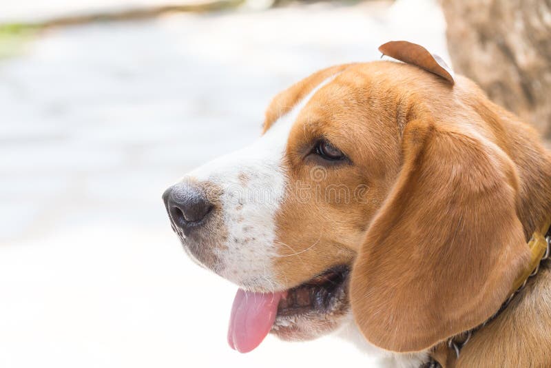 Beagle Dog Boy Looking Up and Leaf on Head Stock Image - Image of ...