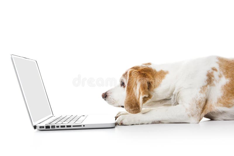 12,349 Dog Computer Stock Photos - Free & Royalty-Free Stock Photos ...