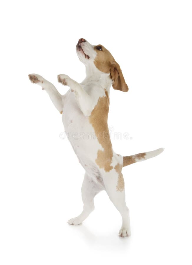 Dancing Dog stock image. Image of jumping, brown, silly - 197073