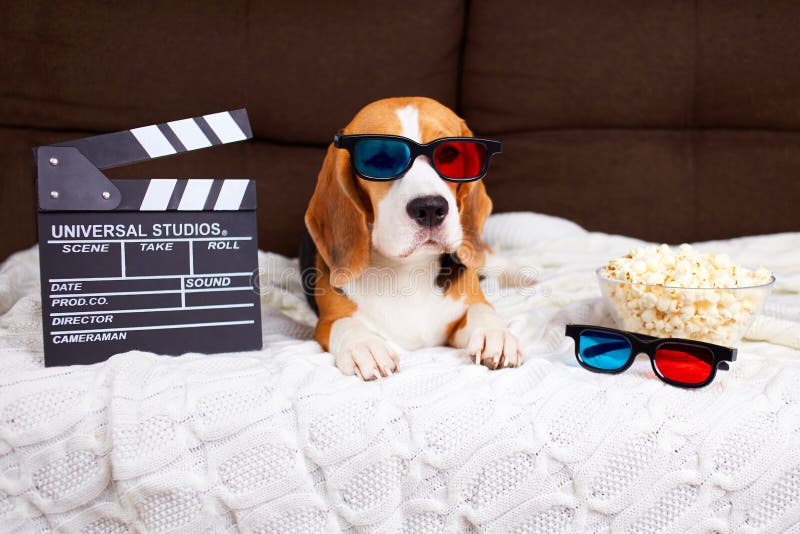 A Beagle Dog in 3d Glasses is Lying on the Couch and Watching a Movie ...