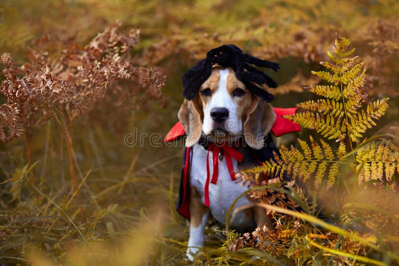 A Beagle Dog in a Devil S Cape and with a Spider on Its Head Stock ...