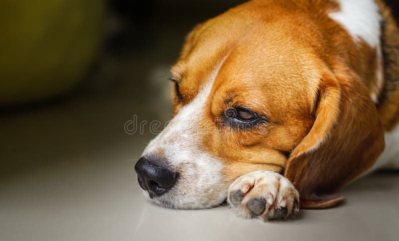 Beagle Dog do sad face stock image. Image of animal - 185917251
