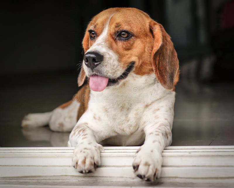 Beagle Dog at the door stock photo. Image of beagle - 185917332