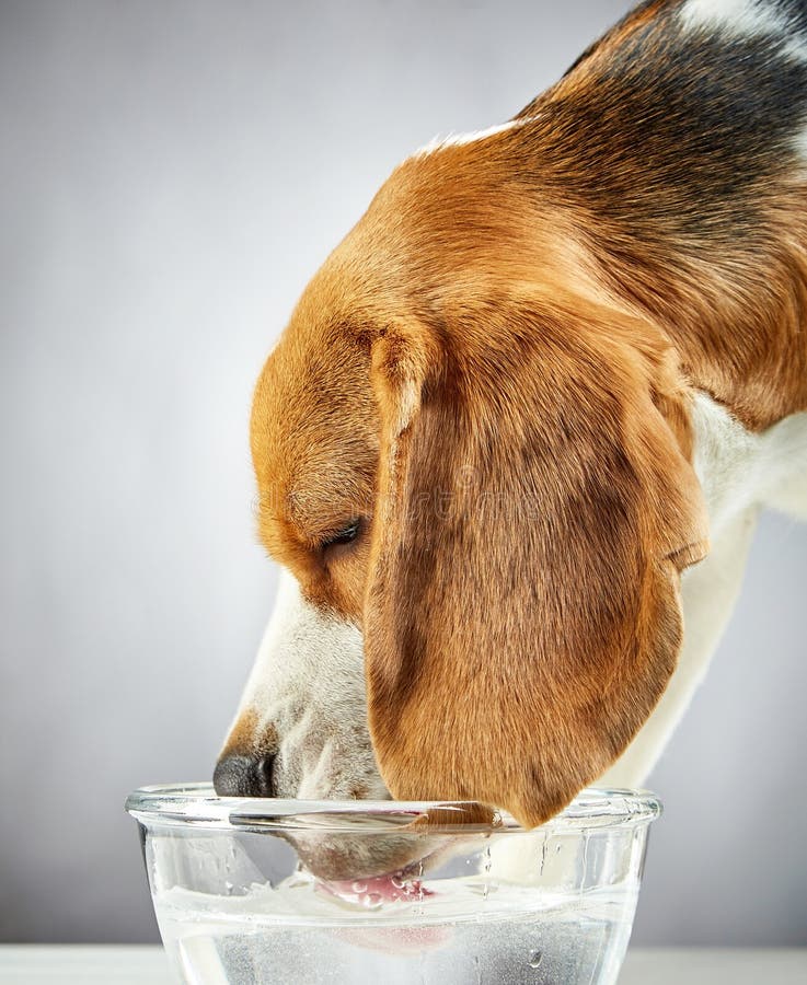 Beagle dog drinks water stock photo. Image of purebred - 65380924