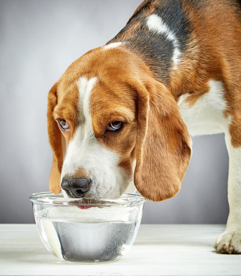 Beagle dog drinks water stock photo. Image of animal - 65380926