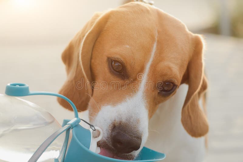 Beagle dog drinks water stock image. Image of beautiful - 158622033