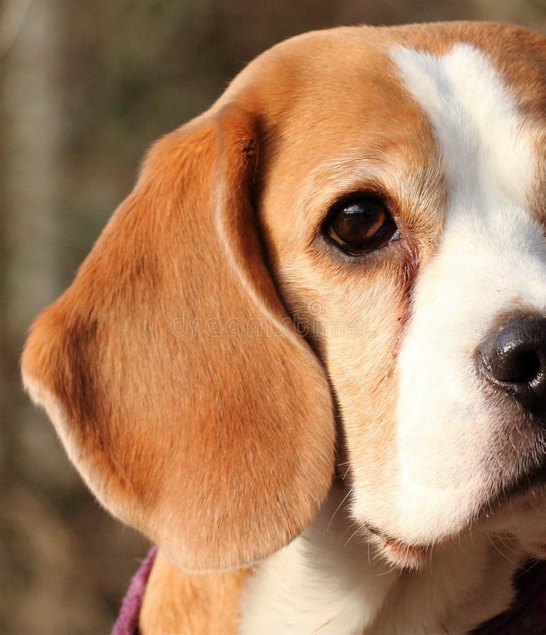Alert beagle stock photo. Image of purebred, mammal, pedigreed - 4593868