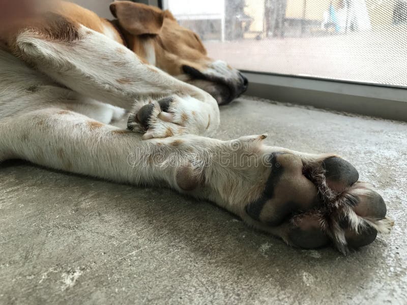 Beagle dog feet stock image. Image of education, sleeping - 90027241