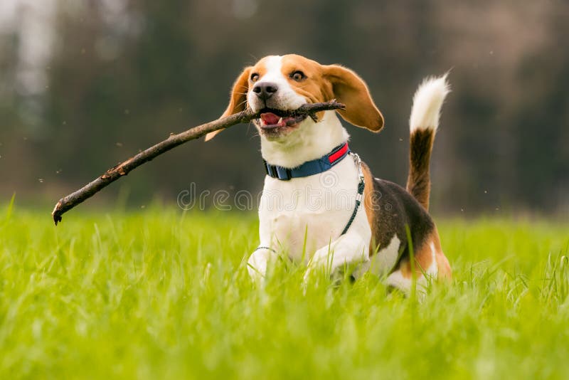 Beagle Dog in a Field Runs with a Stick Stock Photo - Image of animal ...