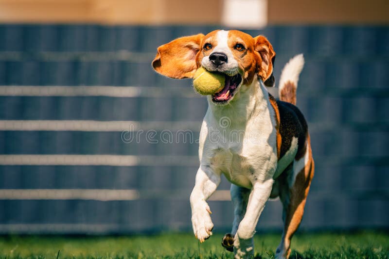 Beagle Dog Fun in Backyard, Outdoors Run with Ball Stock Photo - Image ...