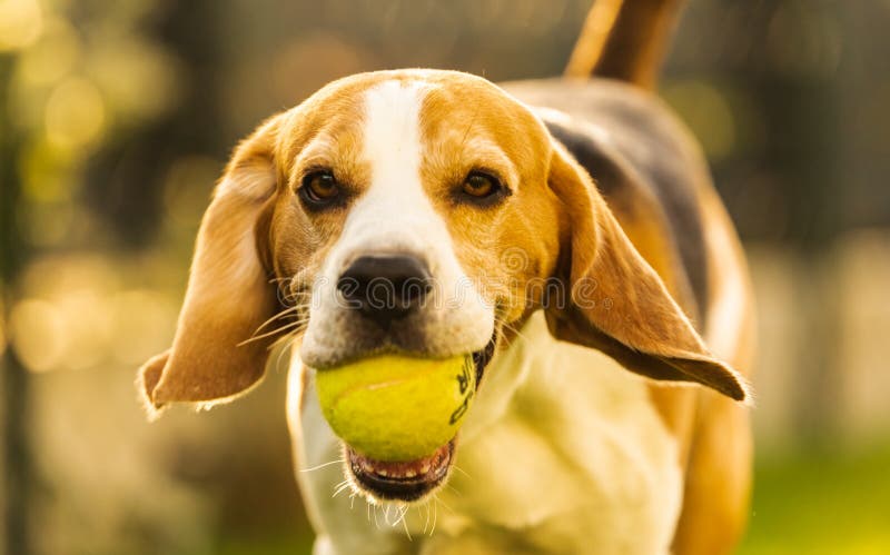 Beagle Dog Fun in Garden Outdoors Run and Jump with Ball Stock Image ...