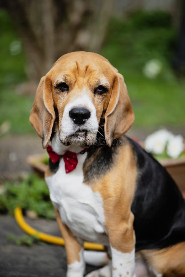 Beagle Dog with Funny Face Sits in the Garden Stock Photo - Image of ...