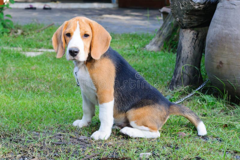 Beagle dog in the garden stock image. Image of brown - 45627775