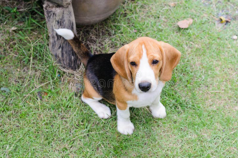 Beagle dog in the garden stock photo. Image of pedigree - 45627832