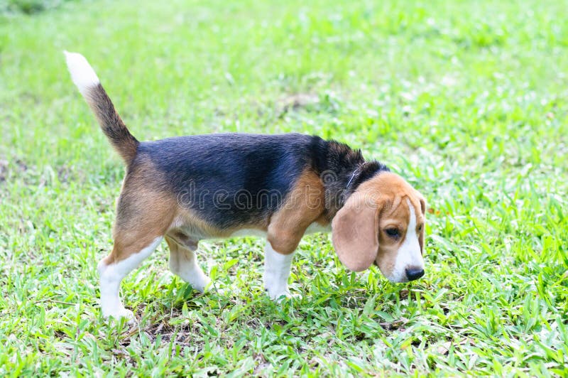 Beagle dog in the garden stock photo. Image of beagle - 46368394