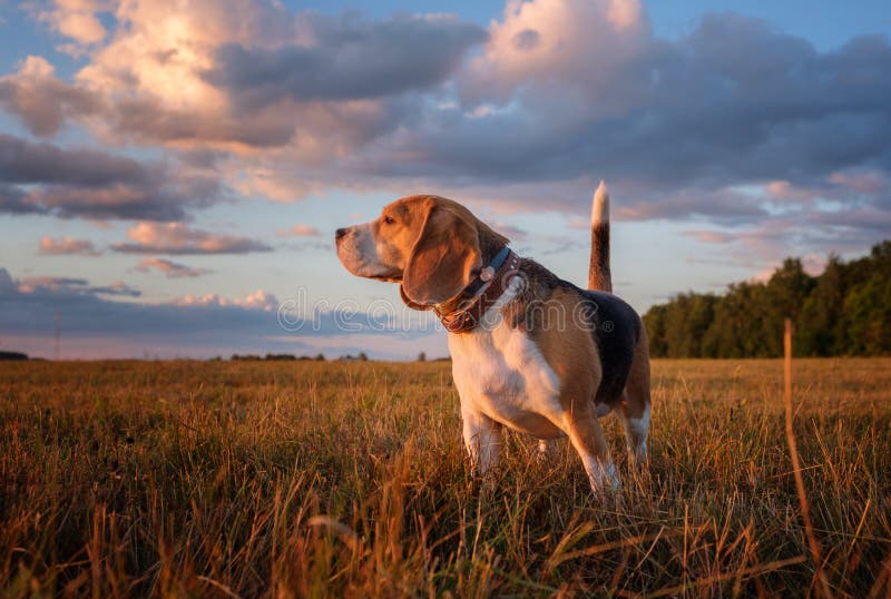 Beagle Dog in the Golden Rays of Sunset Stock Image - Image of grass ...