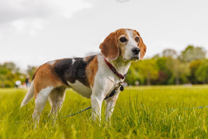 Beagle Dog on the Green Grass in a Park. Stock Image - Image of park ...