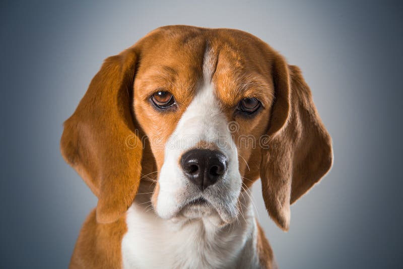 Beagle Dog Close Up Portrait. Stock Photo - Image of tongue, collar ...
