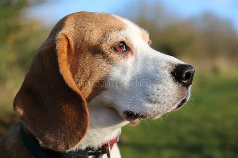 Beagle dog, head. stock image. Image of cute, fauna, english - 15741585
