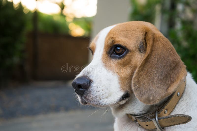 Beagle dog stock image. Image of staring, head, breed - 61019957