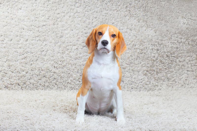 Beagle dog at home stock photo. Image of young, isolated - 66045492