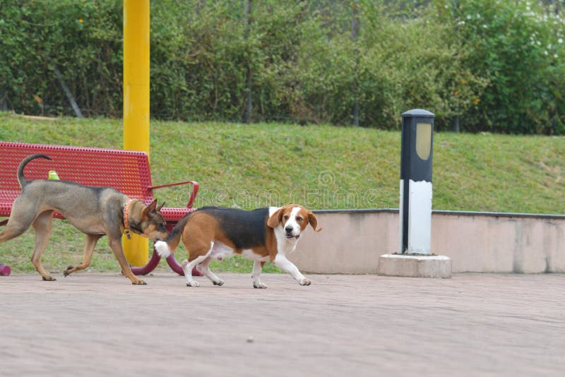 Beagle dog playing in Park stock photo. Image of head - 267399844