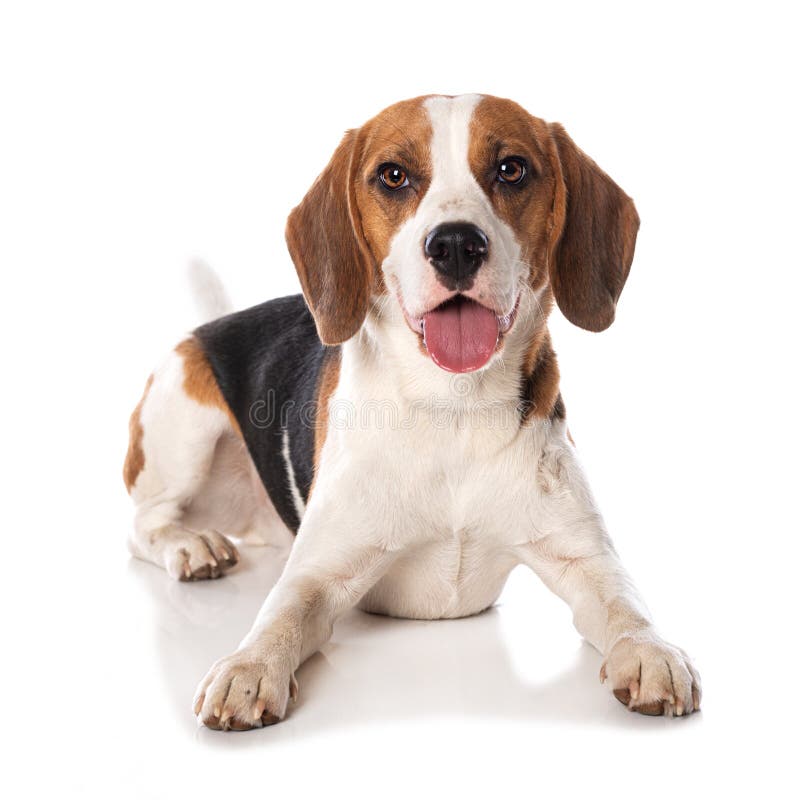 Beagle Dog Isolated on White Background Stock Image - Image of friendly ...