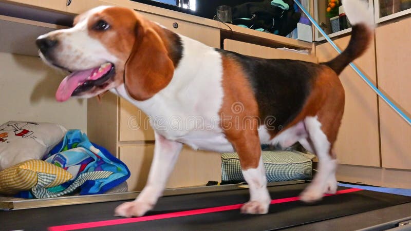 Beagle Dog Playing in Treadmill Stock Footage - Video of game, huntdog ...