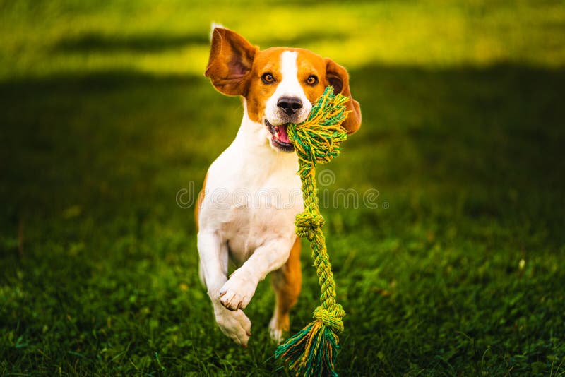 Beagle Dog Jumping and Running with a Toy Towards the Camera Stock ...