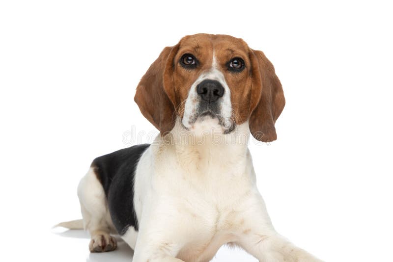 Beagle Dog Laying on the Ground Like a Boss Stock Photo - Image of pets ...