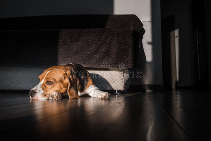The beagle dog stock photo. Image of beautiful, bored - 207622846