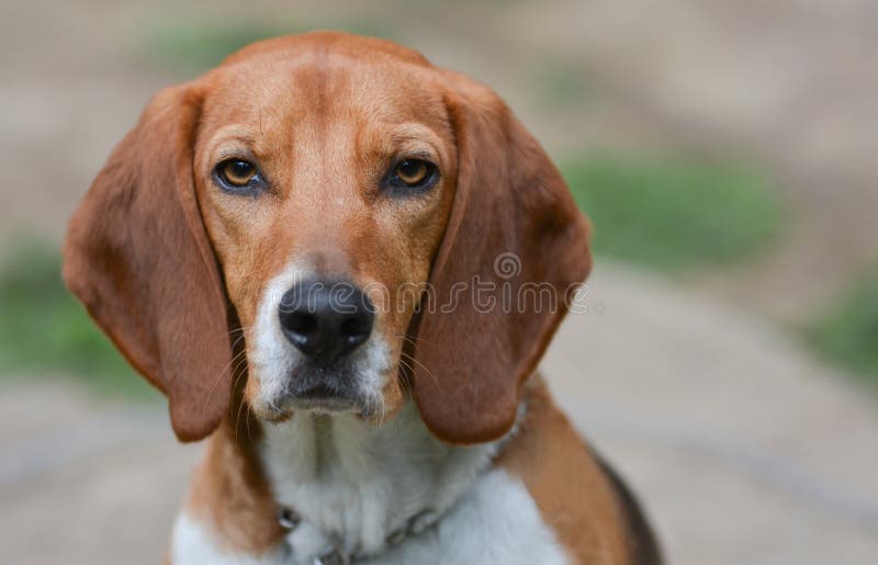 Beagle dog stock image. Image of hunt, canine, pets, outside - 95159975