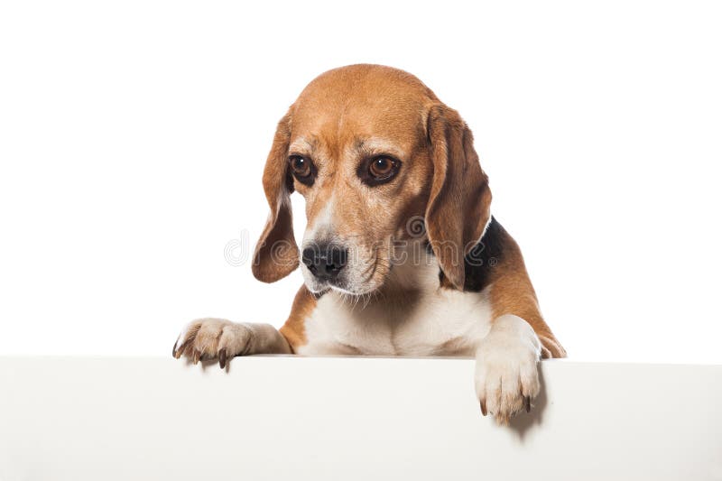 270 Dog Looking Over Wall Photos - Free & Royalty-Free Stock Photos ...