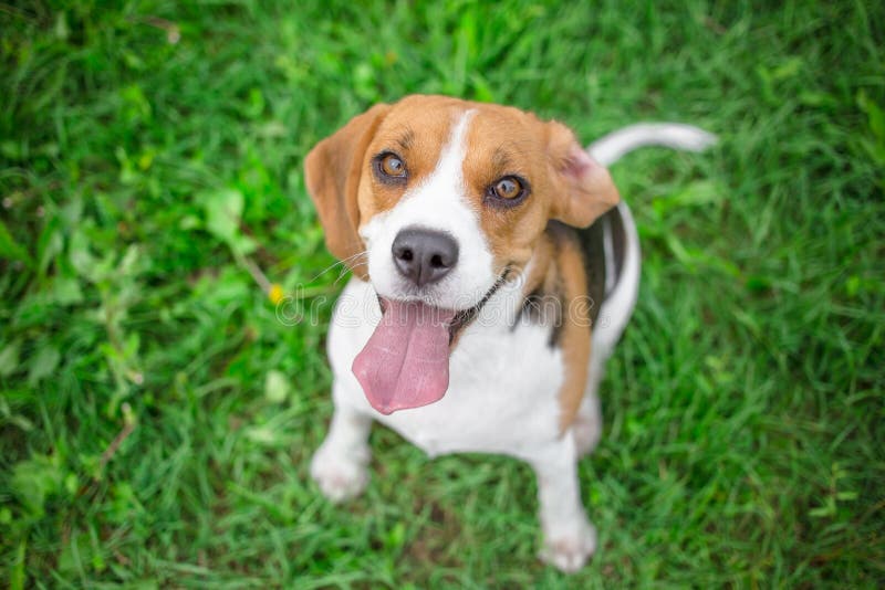 Beagle dog looking up stock image. Image of domestic - 44509603