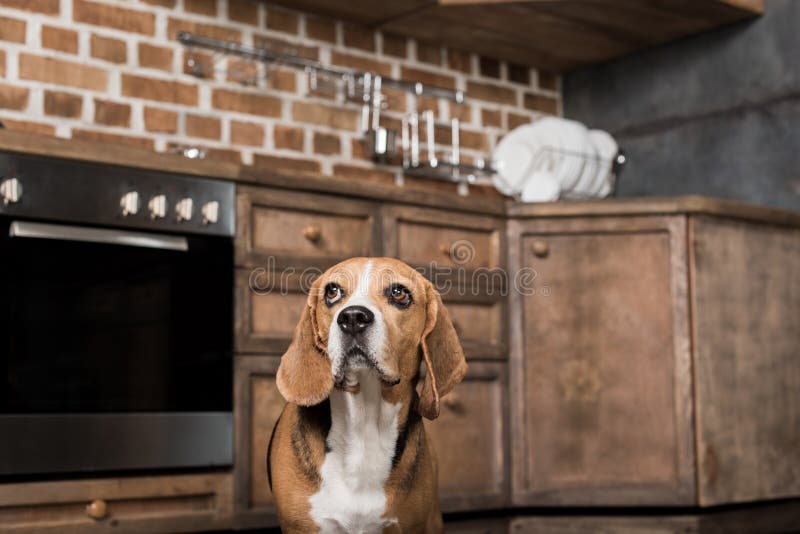 Beagle Dog Looking Up while Standing in the Kitchen Stock Image - Image ...