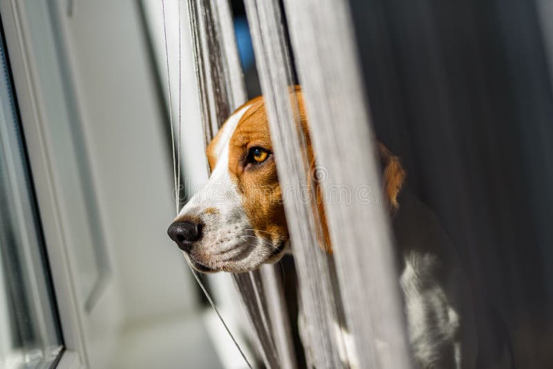 Beagle Dog Looking Through The Window Stock Image - Image of watching ...