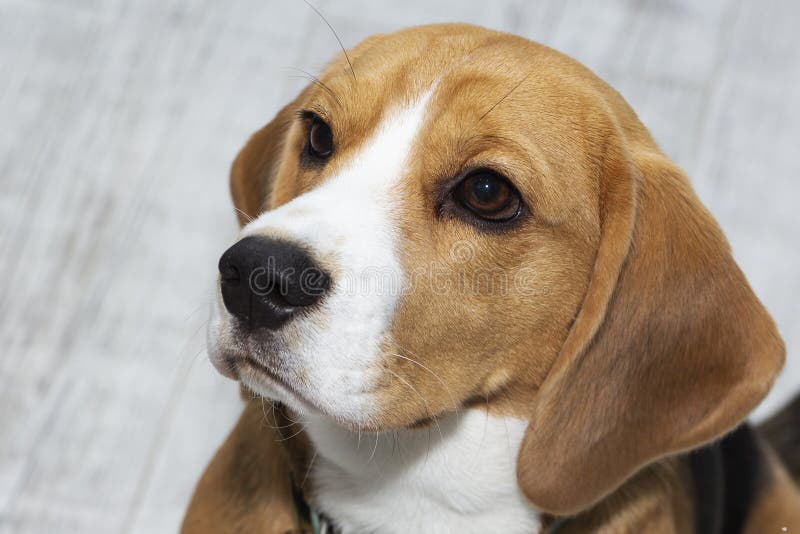 The Beagle Dog Looks Guilty. the Dog Looks Up Sadly. Stock Image ...