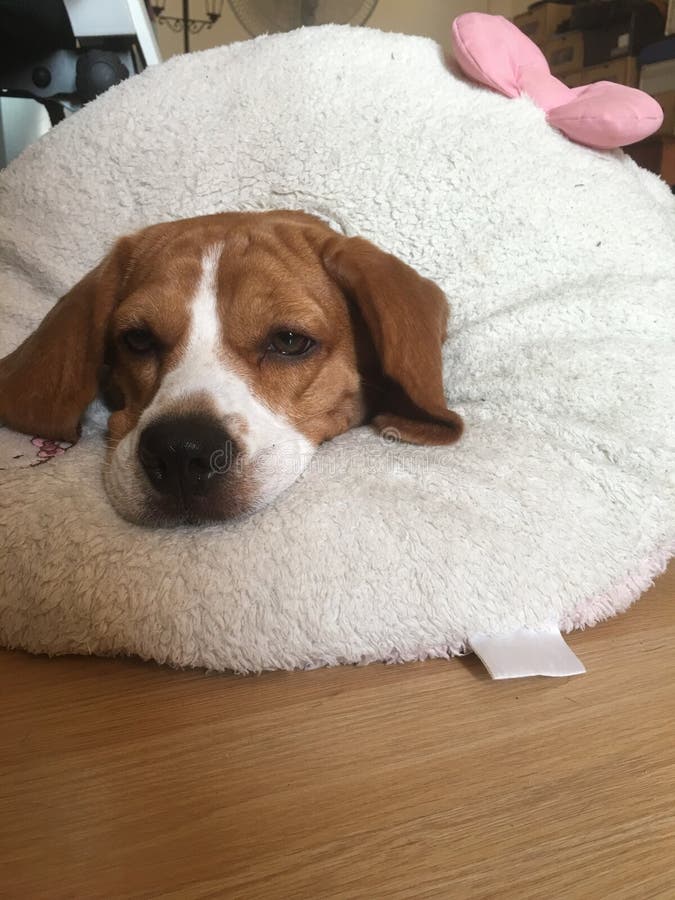 Sad Dog Sleeping on a Pillow Stock Image - Image of puppy, nose: 341698137