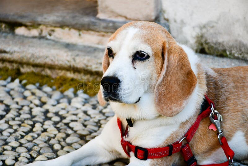 Beagle dog stock image. Image of adorable, closeup, field - 121247725