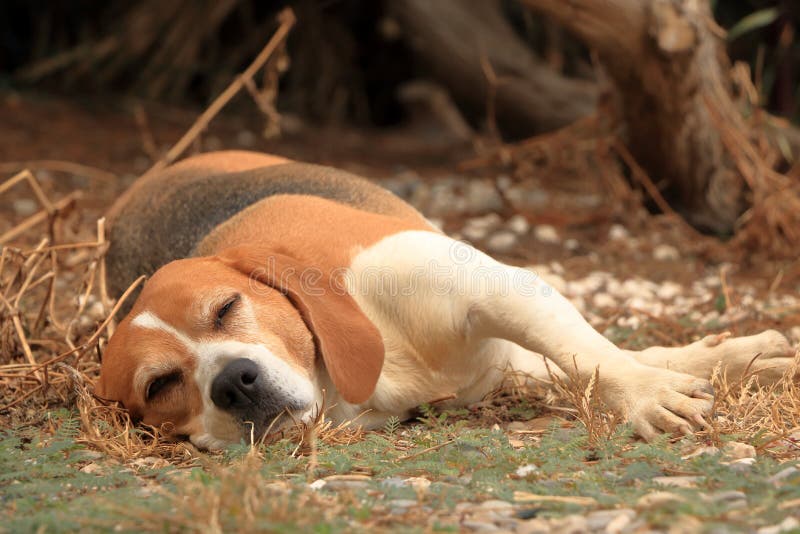 The Beagle Dog is Lying Peacefully Stock Photo - Image of peacefully ...
