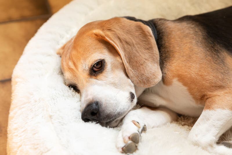 Beagle Dog Lying and Relaxing Stock Image - Image of lying, house ...