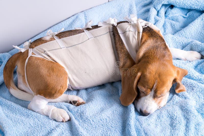 Sick Beagle Dog Slepping after Surgery Stock Image - Image of bandage ...