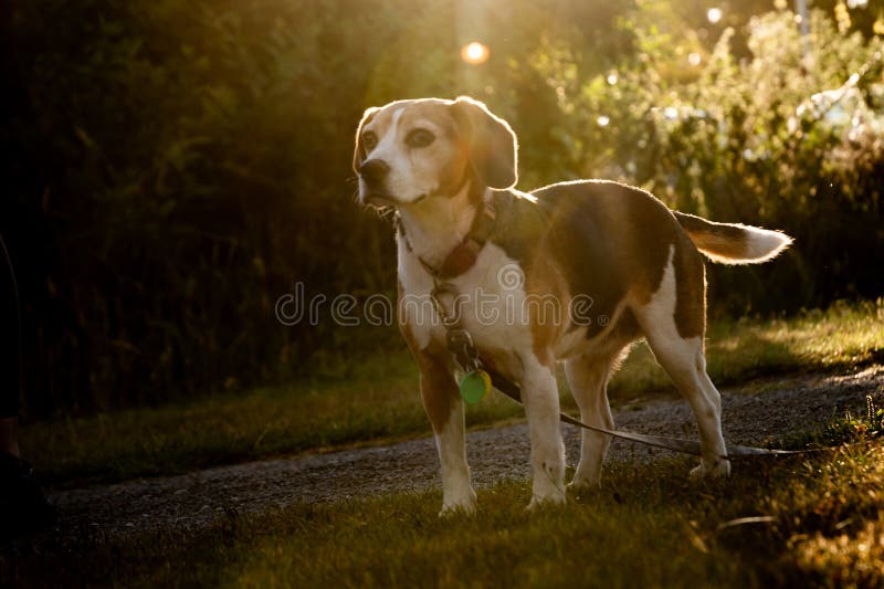 Beagle Dog in Morning Light. Stock Image - Image of otago, animal ...