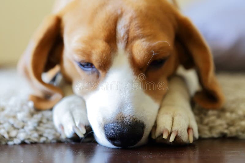 Beagle nose stock photo. Image of furry, puppy, cute, animal - 5109862