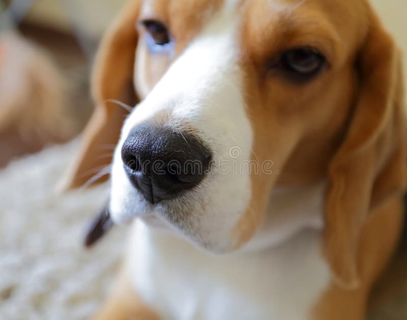 Beagle nose stock photo. Image of furry, puppy, cute, animal - 5109862