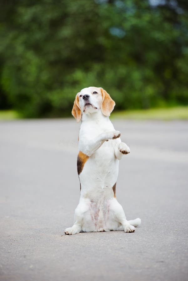 Lazy Beagle Standing Grass Stock Photos - Free & Royalty-Free Stock ...