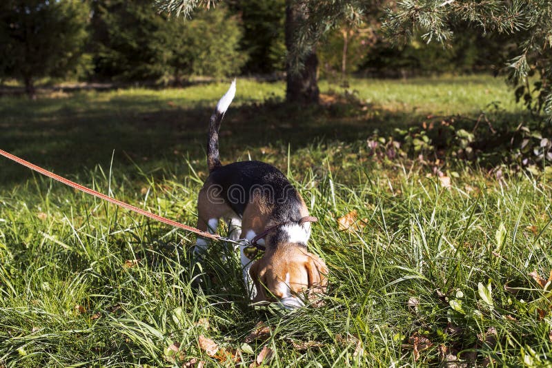 Beagle dog in park stock image. Image of outdoor, loving - 105120725