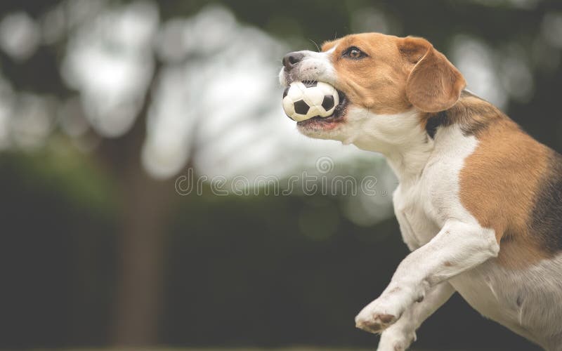 Beagle Dog Playing Football Stock Photo - Image of game, animal: 53969854
