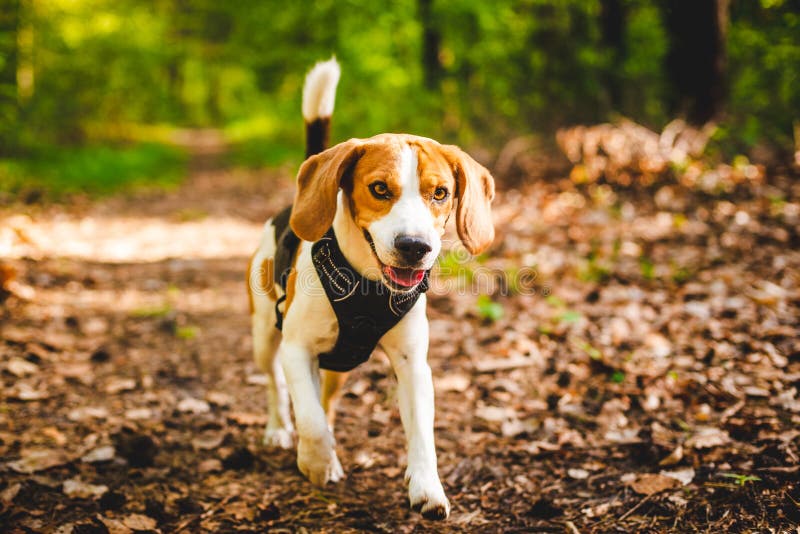 Beagle Dog Playing Outdoors Stock Photo - Image of happy, action: 148159350