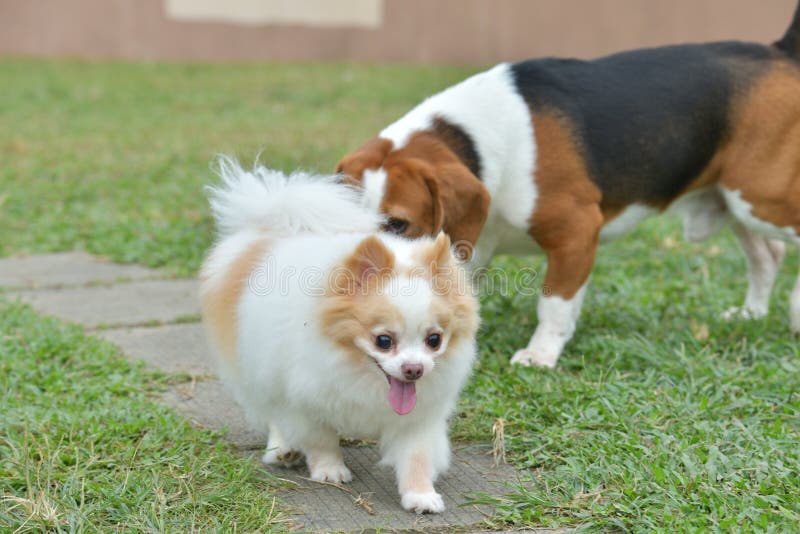 Beagle dog playing in Park stock photo. Image of foot - 260702900